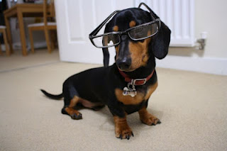 animals doing funny stuff, funny animated pictures, funny animals doing ...