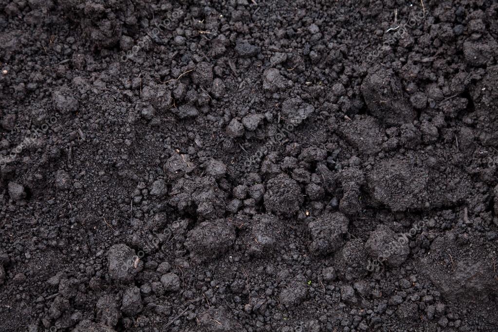 Plantas Orquideas Cactus y Suculentas: ¿Cual es la diferencia entre ...