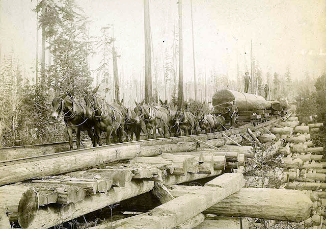 Just A Car Guy: Mule and oxen team logging 1885