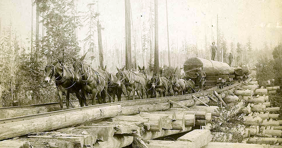 Just A Car Guy: Mule and oxen team logging 1885