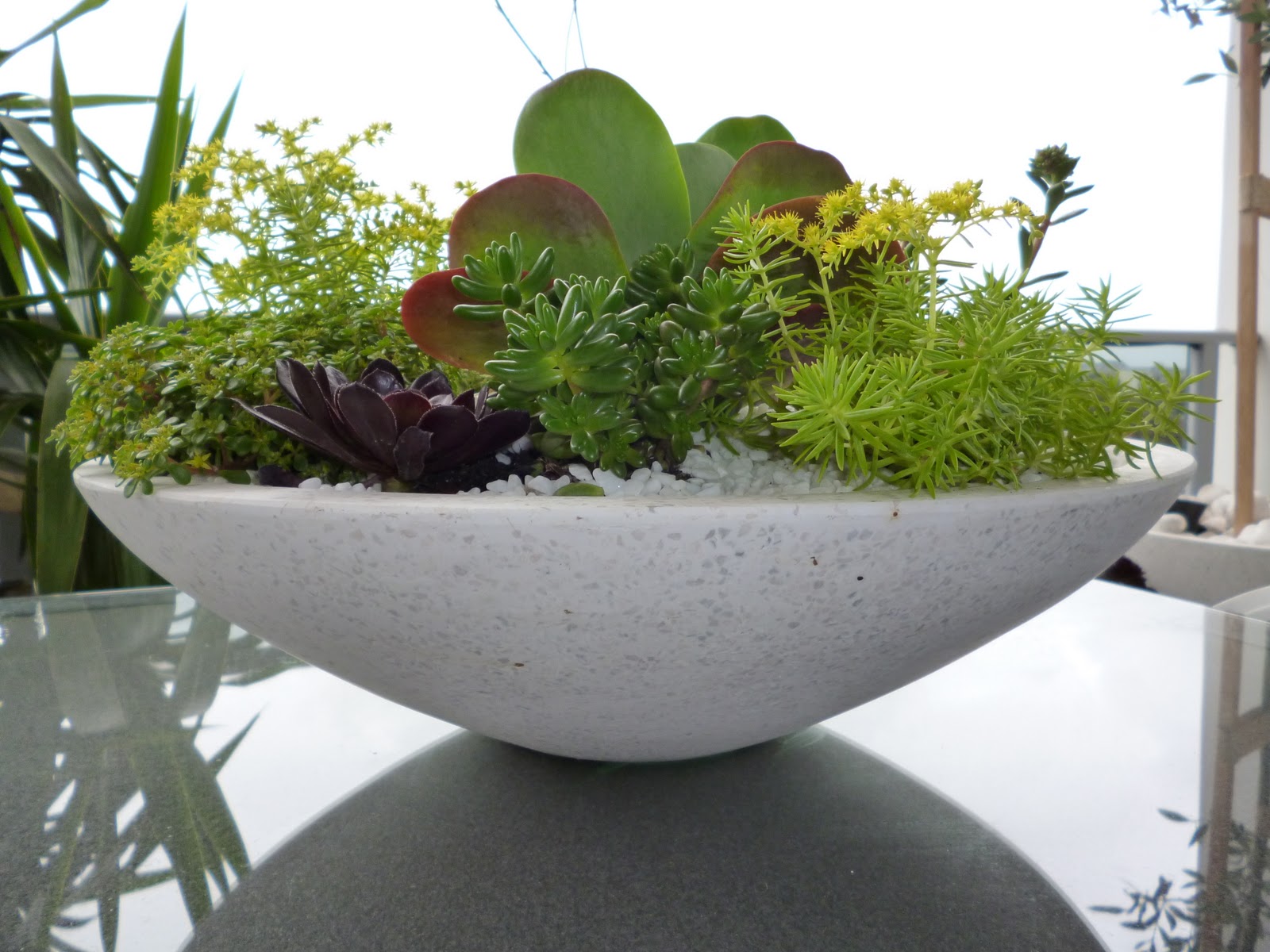 grounded GARDENS: A garden in a bowl.