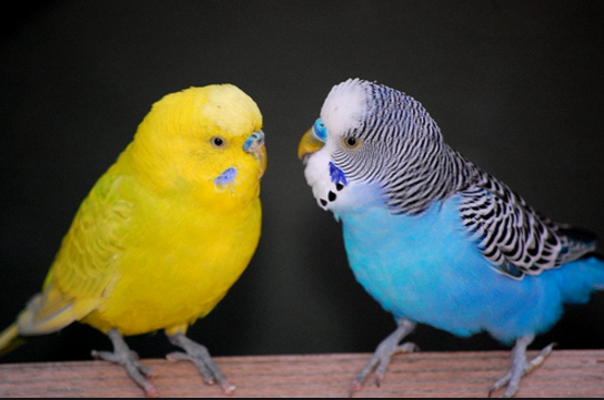 What is the Connotation of Parrot Tapping? - All About Parrots