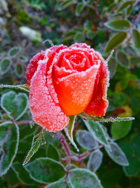Frozen Rose ~ Stunning nature