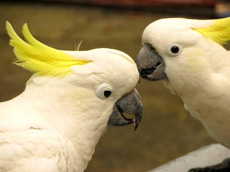 Nature walks with my camera: Cockies in the backyard - Oct 2013