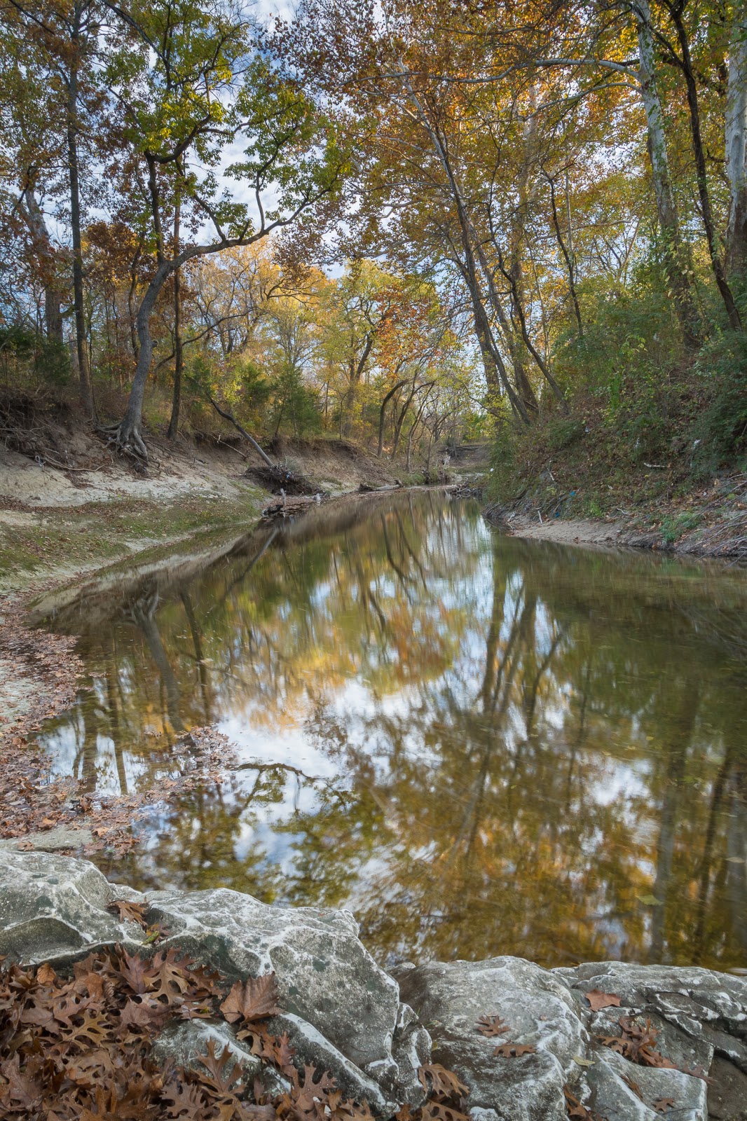 A Tree Falling: Spring Creek Forest Preserve