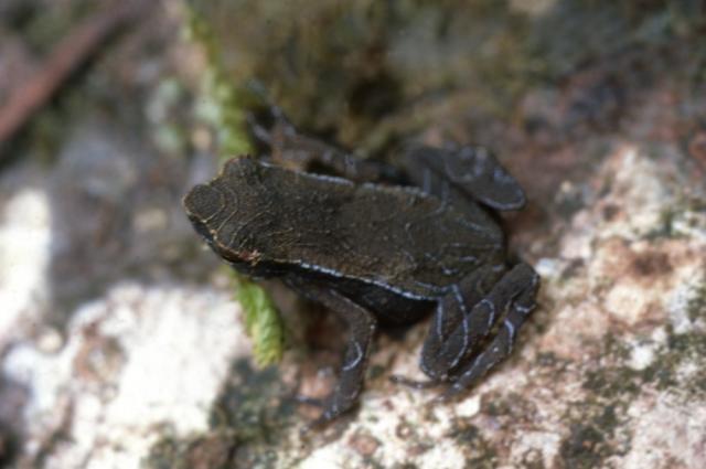 Species New to Science: [Herpetology • 2008] Rhaebo andinophrynoides ...