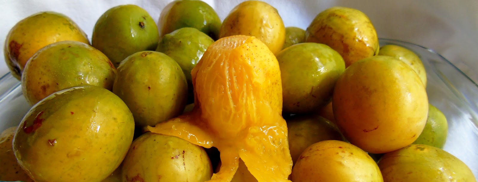 Umbu (Spondias tuberosa Arruda) | A planta da vez