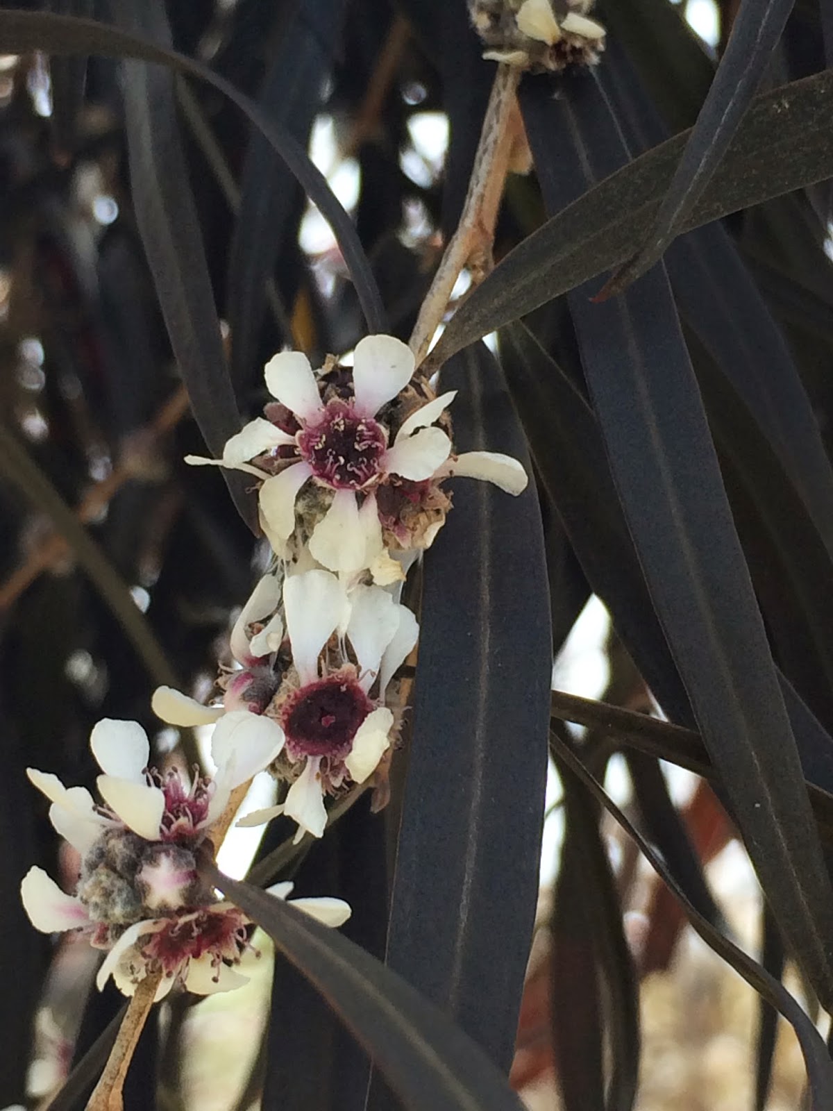 Trees of Santa Cruz County: Agonis flexuosa 'Jervis Bay Afterdark'