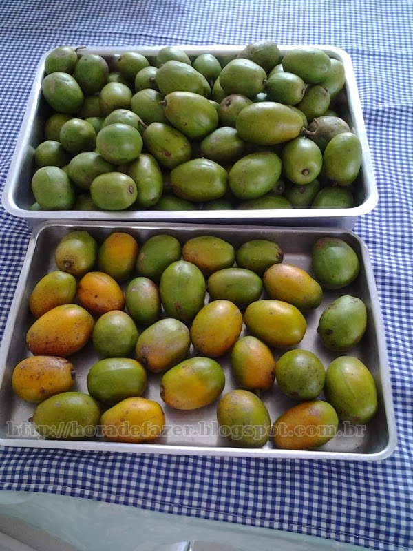 Hora de fazer: Pé de cajá manga anão