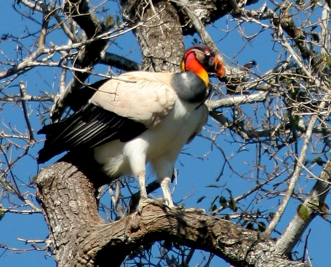 Bellas Aves de El Salvador: Sarcoramphus papa (rey zope, zopilote real)