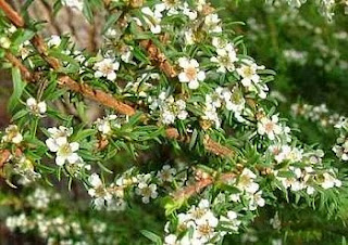 AROMATERAPIA QUÂNTICA (Aromatologia e Aromacologia) : ÓLEO ESSENCIAL DE ...