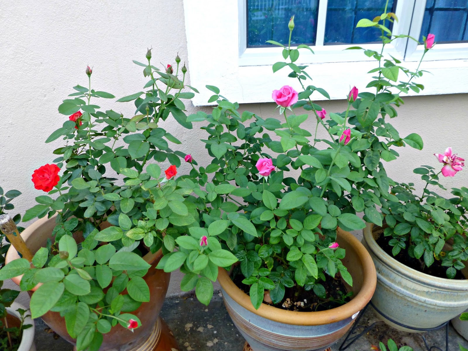 RESEPI NENNIE KHUZAIFAH: Bunga-bunga ros di Taman Ros Nannie