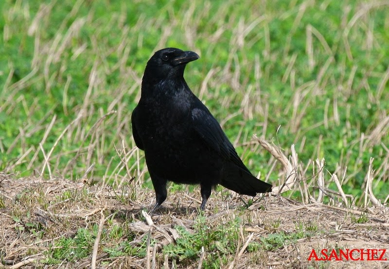 Aves de Aragón : Corneja negra