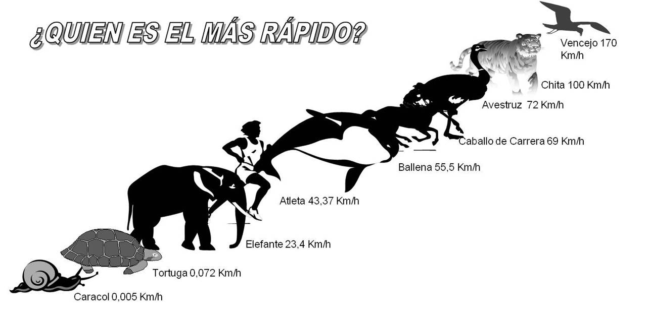 Reino Animal: EL MUNDO EN MOVIMIENTO