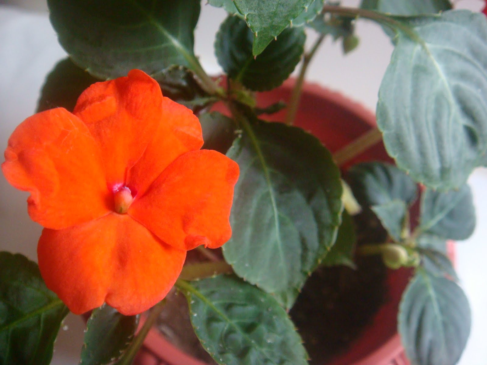 houseplants: Усан цэцэг - Balsamin - Бальзамин