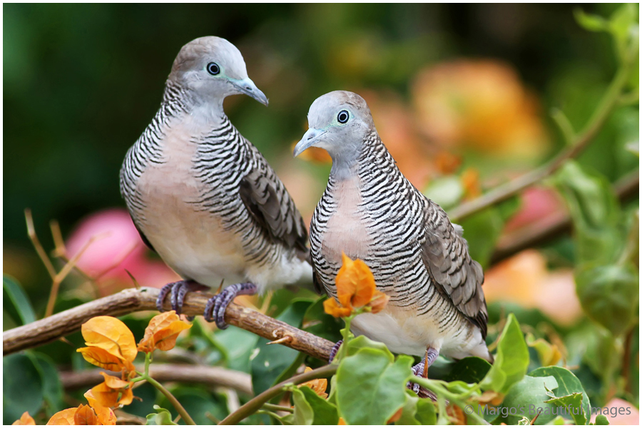 EKOGEO: MERPATI : BURUNG LAMBANG KESETIAAN