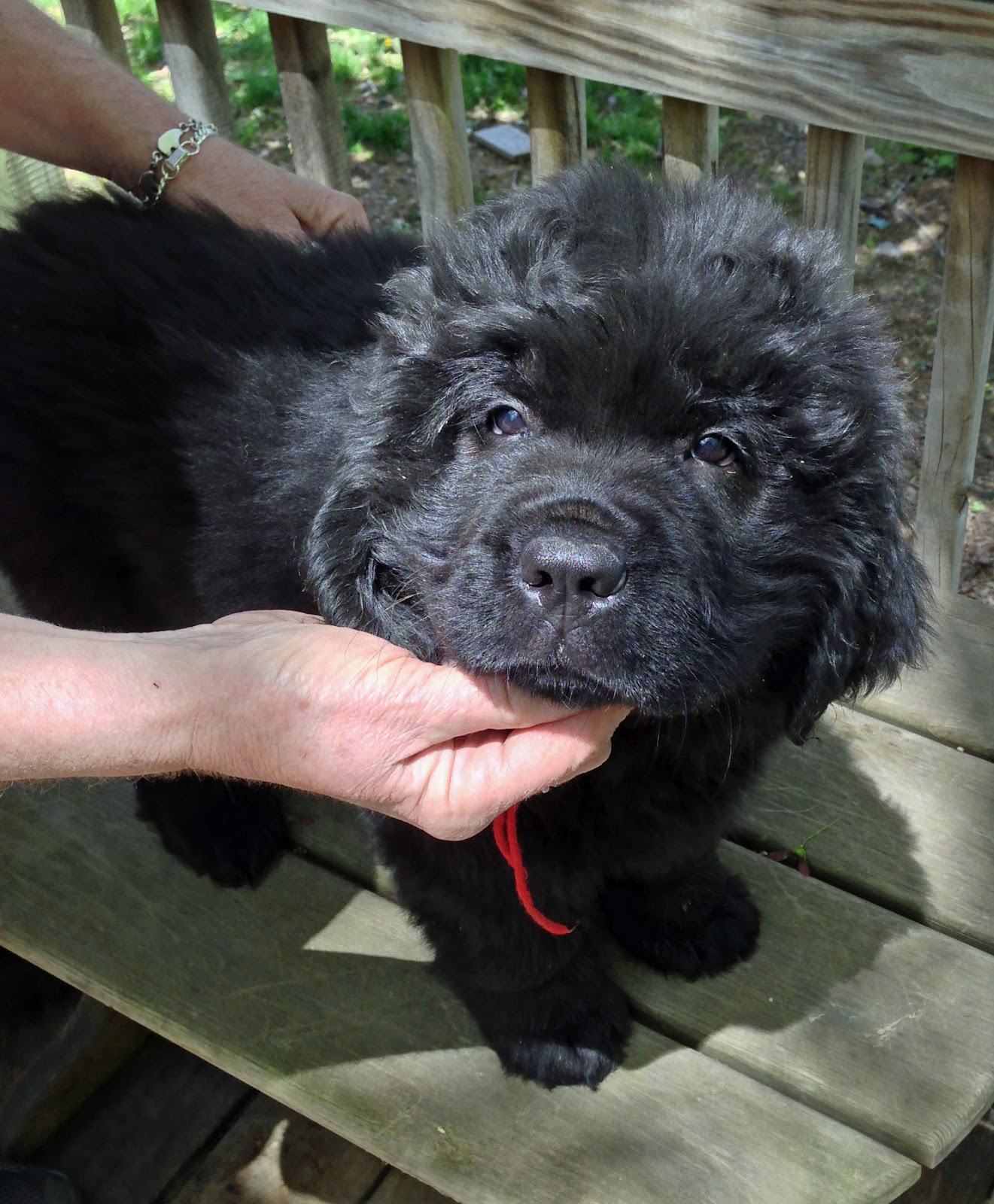 Hope Farm Newfoundlands