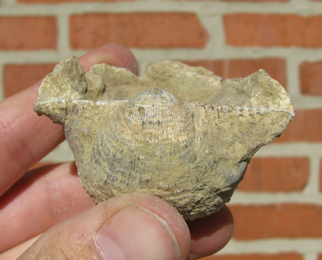 Views of the Mahantango: Linoproductus sp. brachiopod from Texas