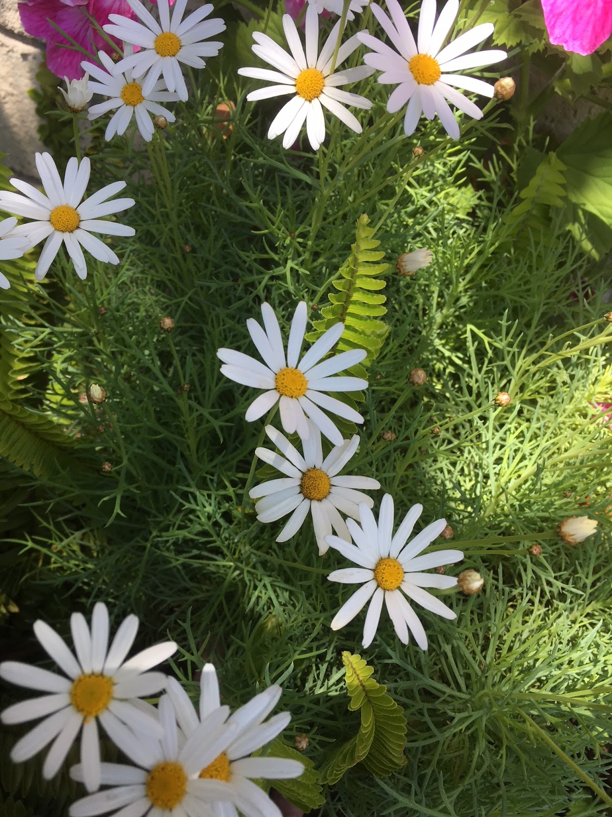 Marguerite Daisy