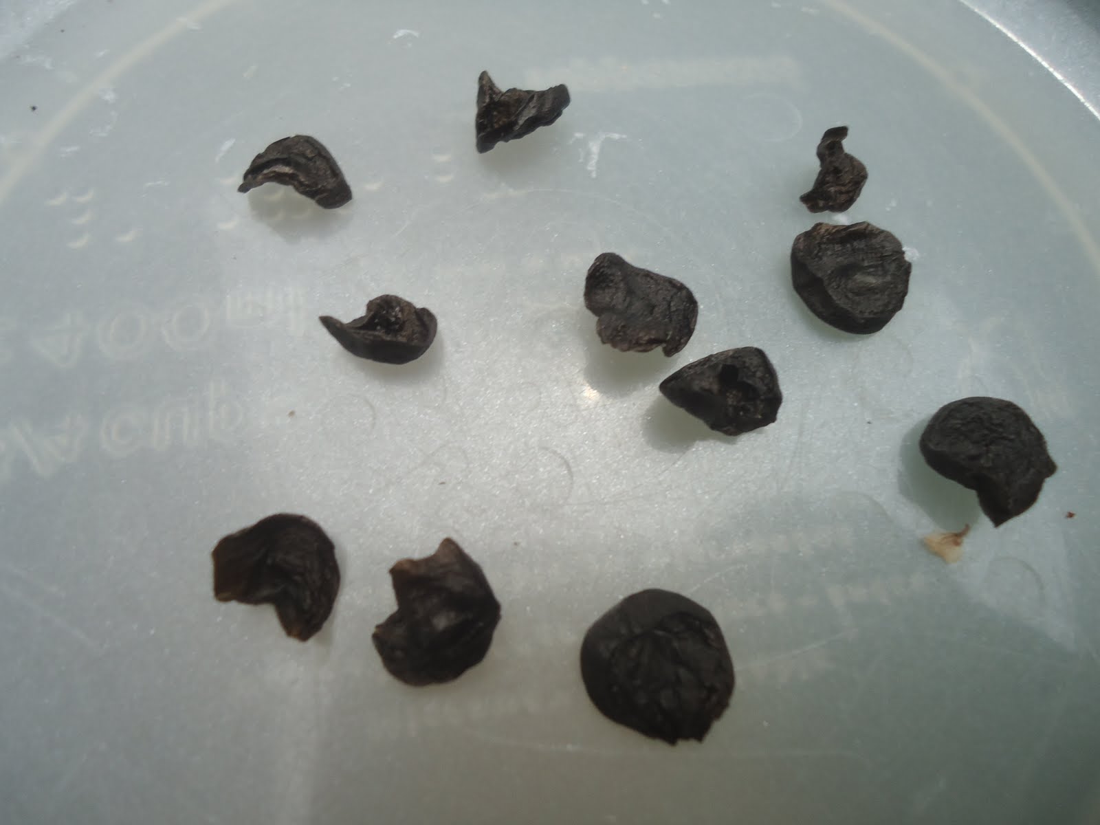 Joe and Sandra's Hippies: Growing Hippeastrum from Seeds