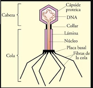 Resumenes Medicina: ¿Que es un Bacteriófago? Concepto