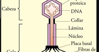 Resumenes Medicina: ¿Que es un Bacteriófago? Concepto