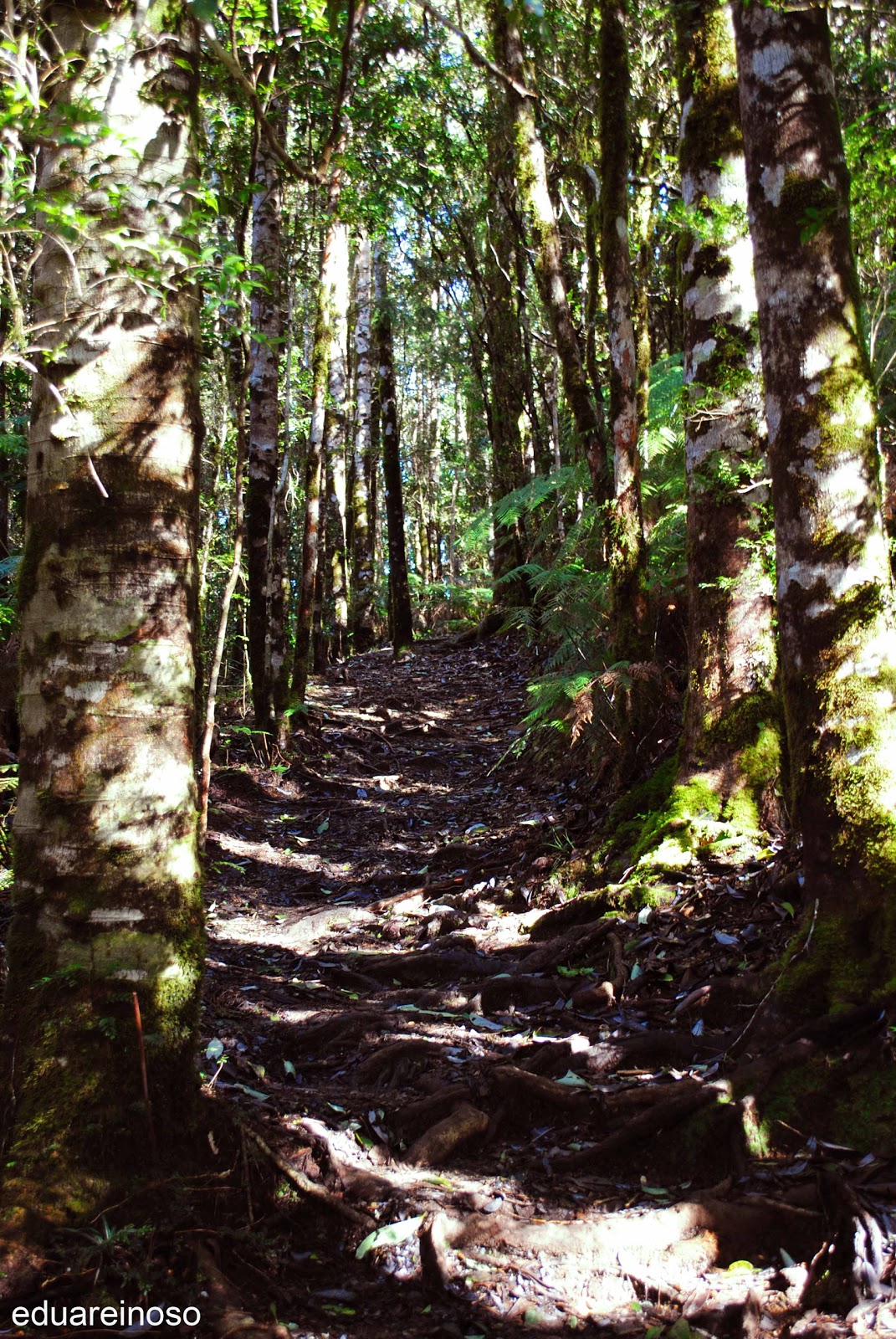 Ojos de Concepción: Selva Valdiviana, Parque Oncol - Valdivia