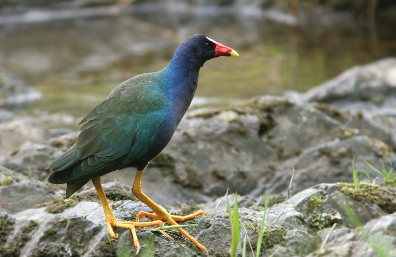 This week in birds - #305