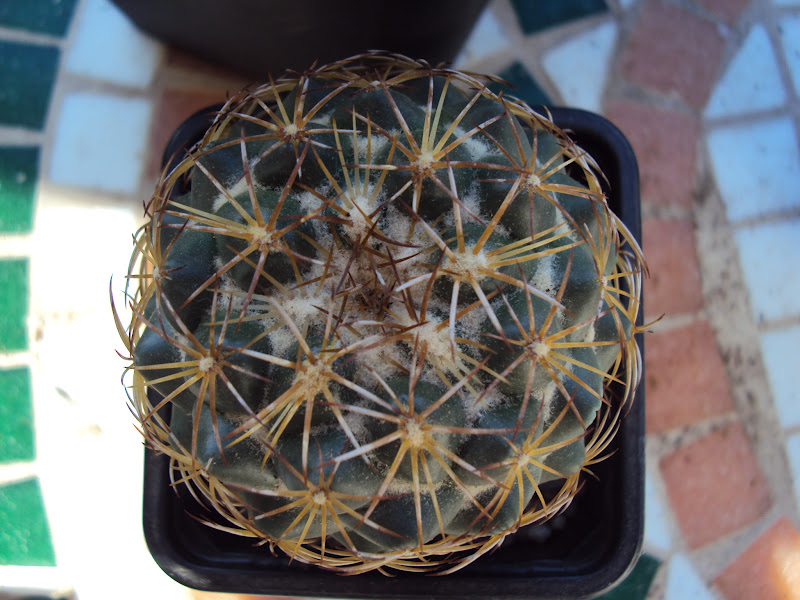 APRENDIENDO ENTRE ESPINAS: Coryphantha cornifera fma. radians