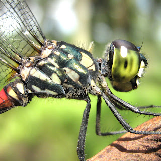 Respective Honor to www.asiadragonfly.net for the Thorax picture