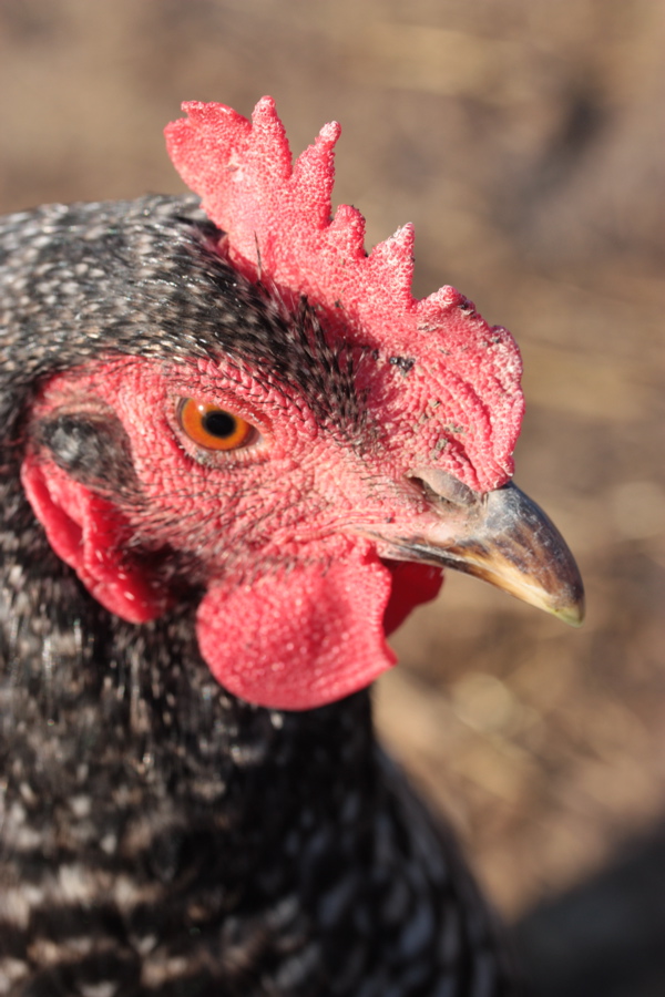 Ba-Gawks: Awkward Chicken Files: Close Ups