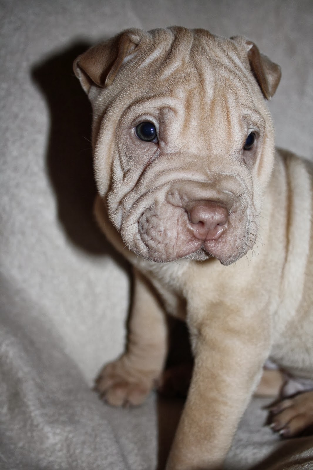 Pedigree Dogs Exposed - The Blog: Shar-pei - the eyes have it
