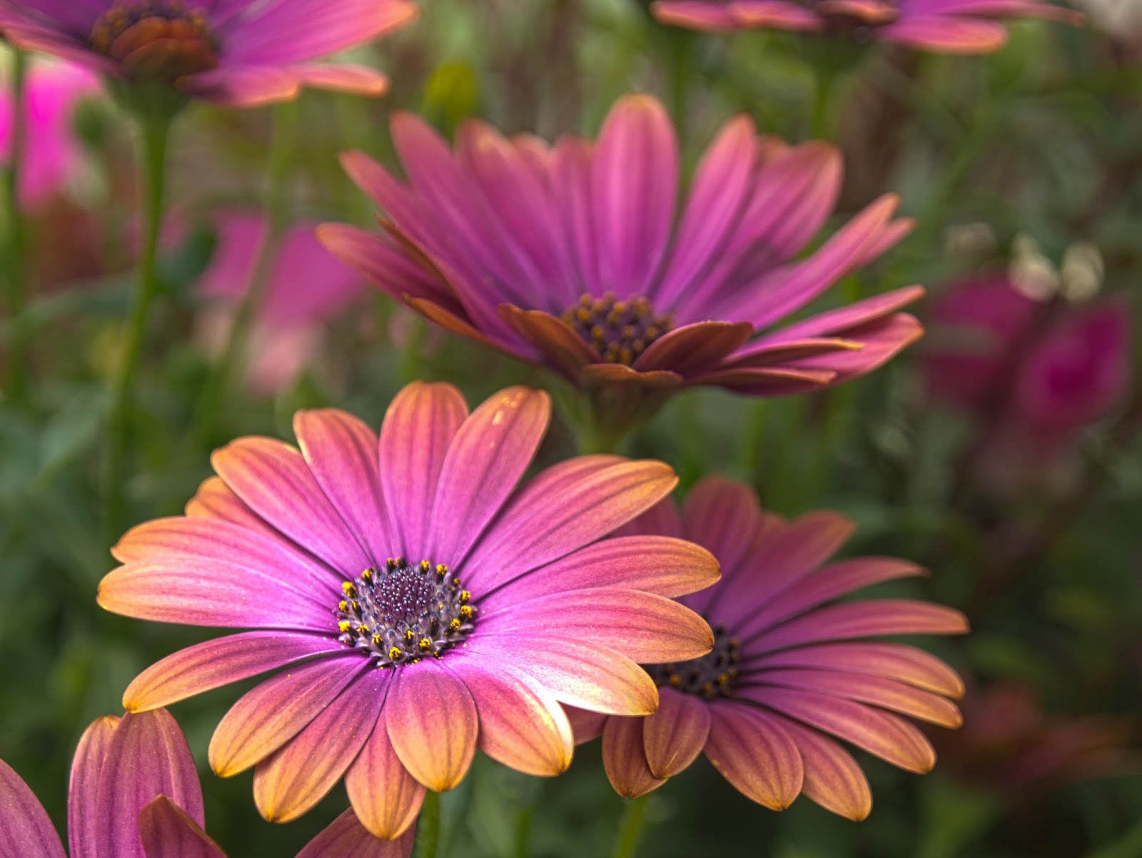 Poltrack Blog: Amazing Flower Farm - Open House