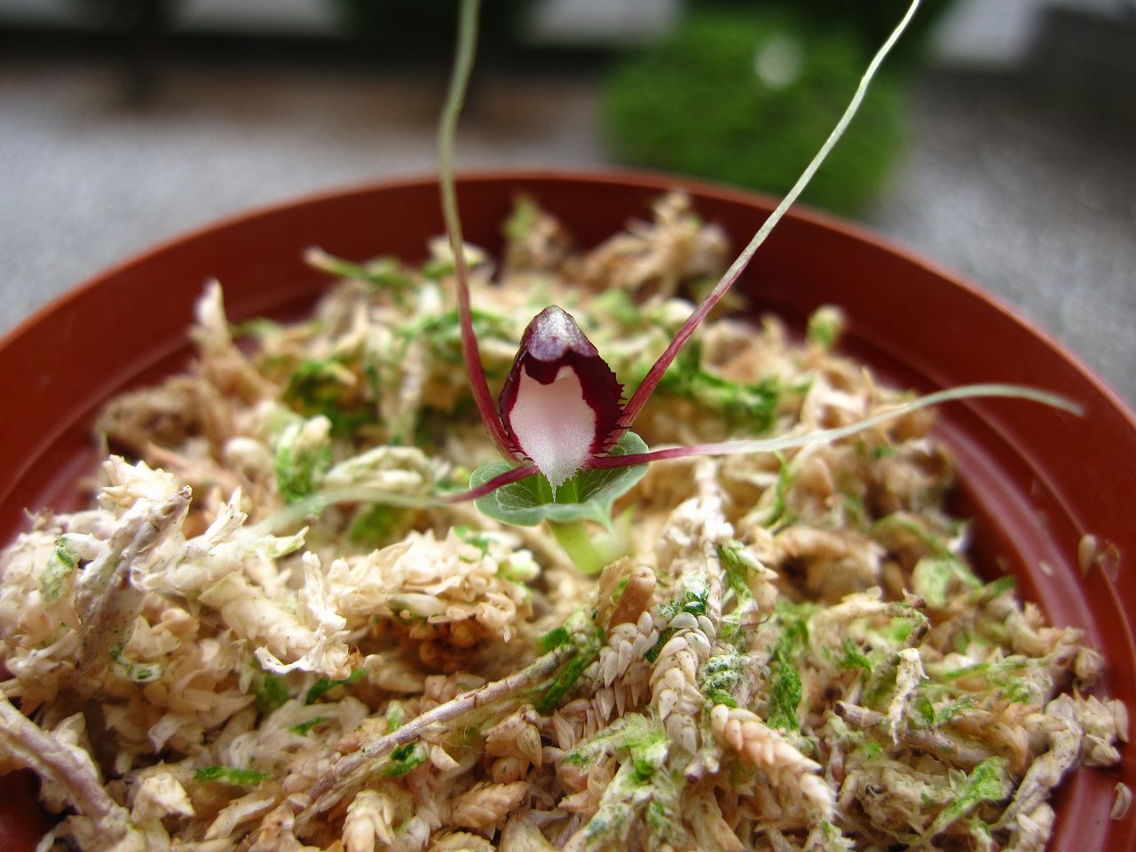 あ～すさん的 植物図鑑: Corybas pictus