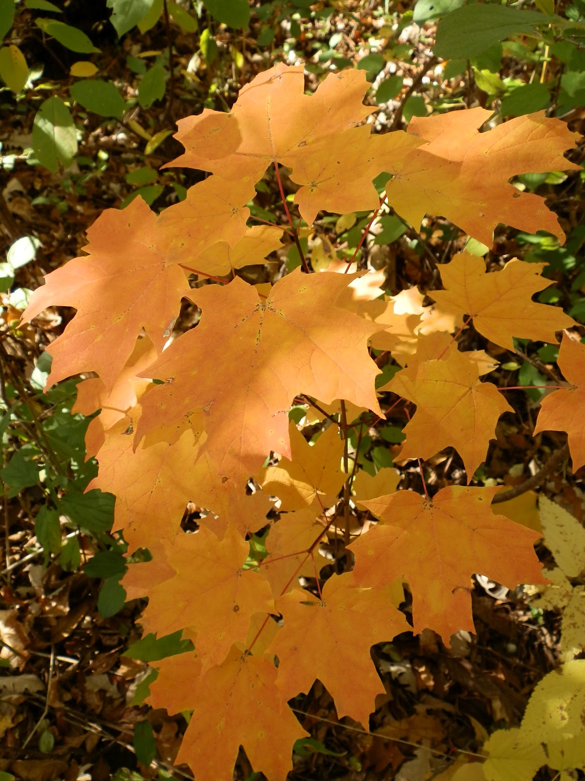 Todolwen: Autumn Gems