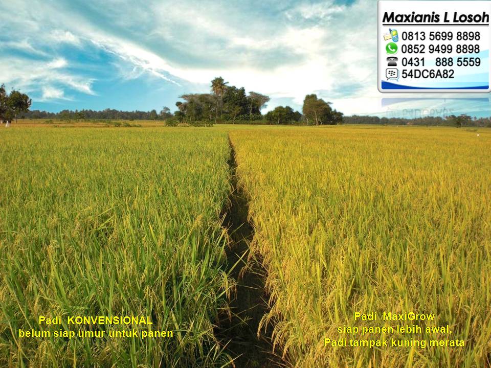 MaxiGrow Plus: Cara Cerdas Memanfaatkan Limbah Kolam Ikan untuk ...