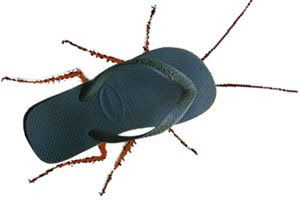 RE - PUXA: Como matar uma barata...Por Thayane Becker!!!