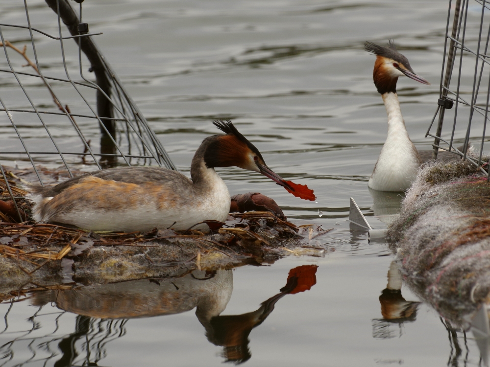Kensington Gardens and Hyde Park birds
