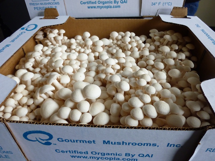 Foods For Long Life: A Tour Of Gourmet Mushrooms In Sonoma County Where ...