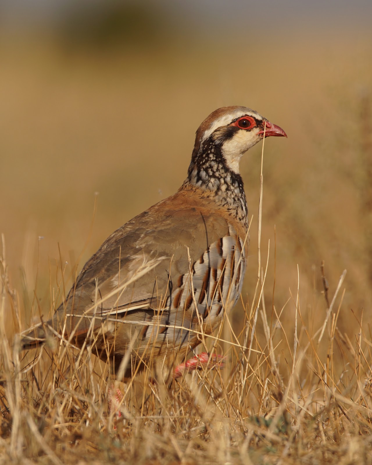 Pasión por las aves: Perdiz roja,(Alectoris rufa)