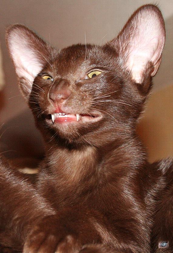 fantastique et paranormal asiatique: La légende Le chat vampire de ...