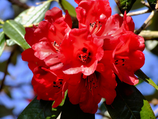 rhododendron.jpg