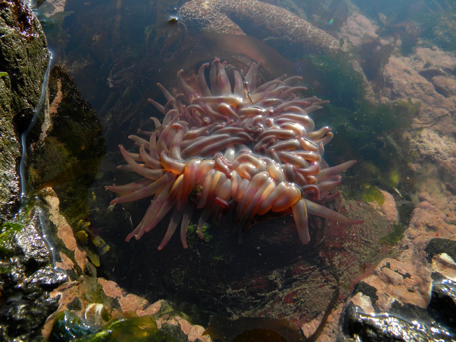 How Weird Travels: Fab four Phyla part two: Cnidarians