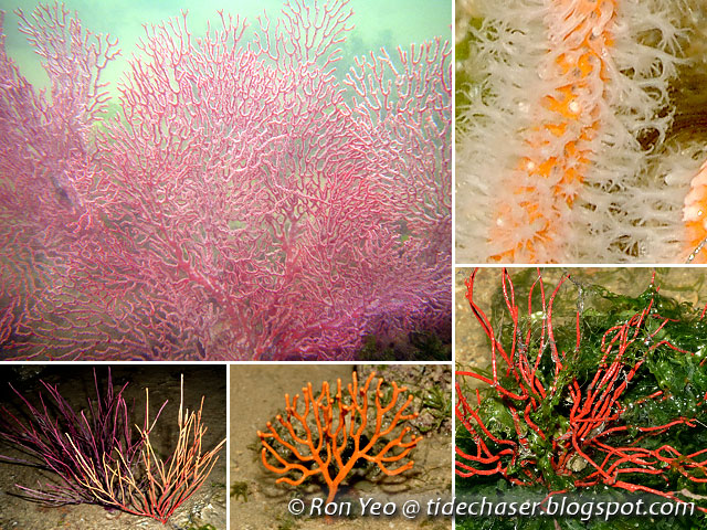 tHE tiDE cHAsER: Soft Corals (Phylum Cnidaria: Order Alcyonacea) of ...