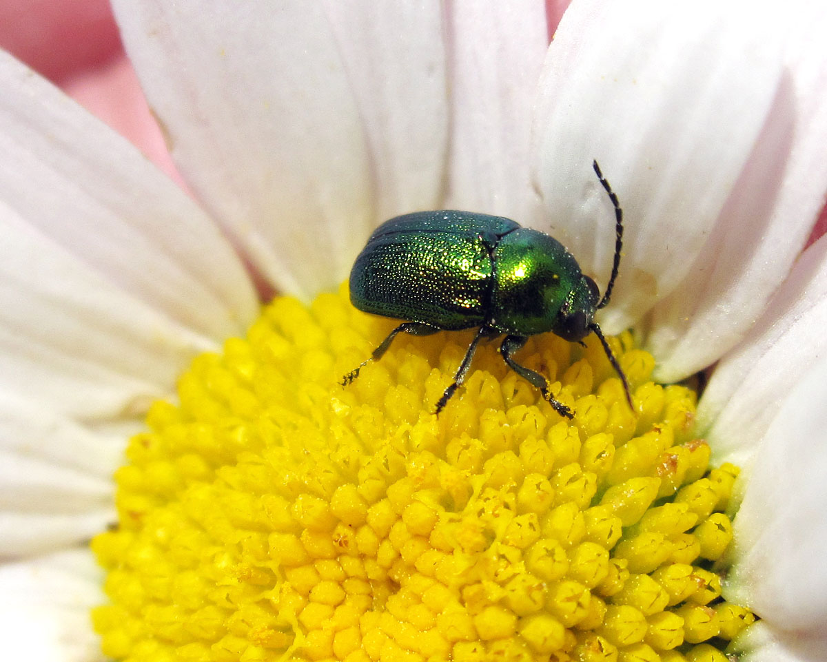 Green Beetle | Naturally