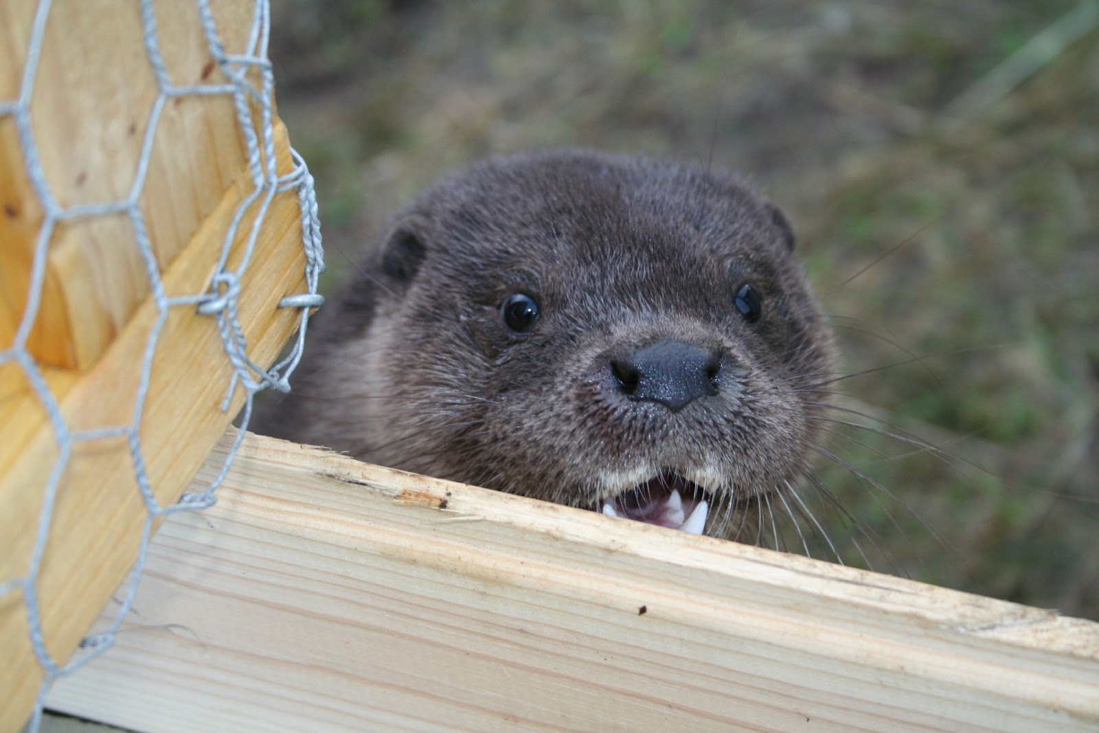 Otto the Otter