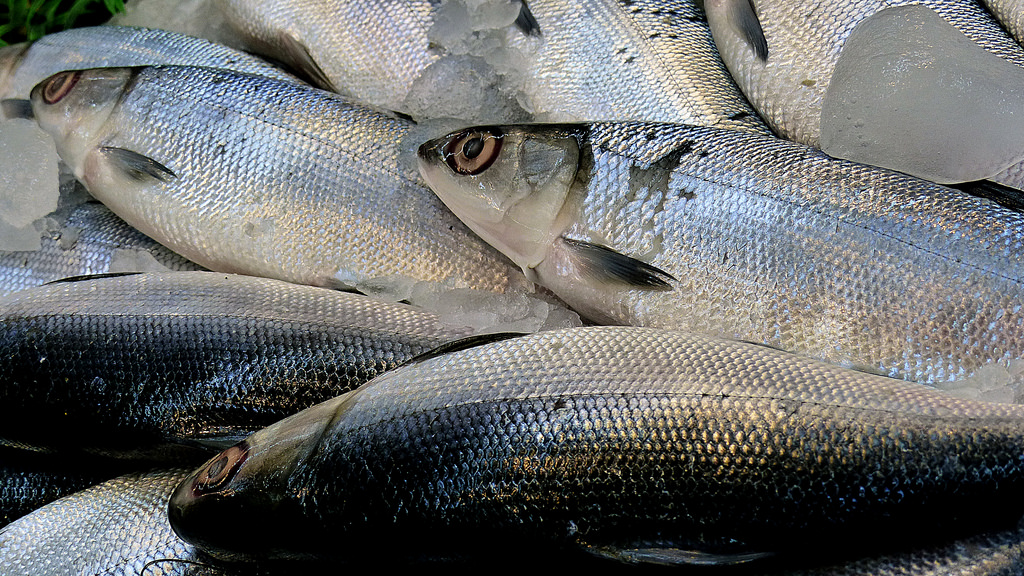 Milkfish in Singapore Supplier Providing Product for Supermarket ...