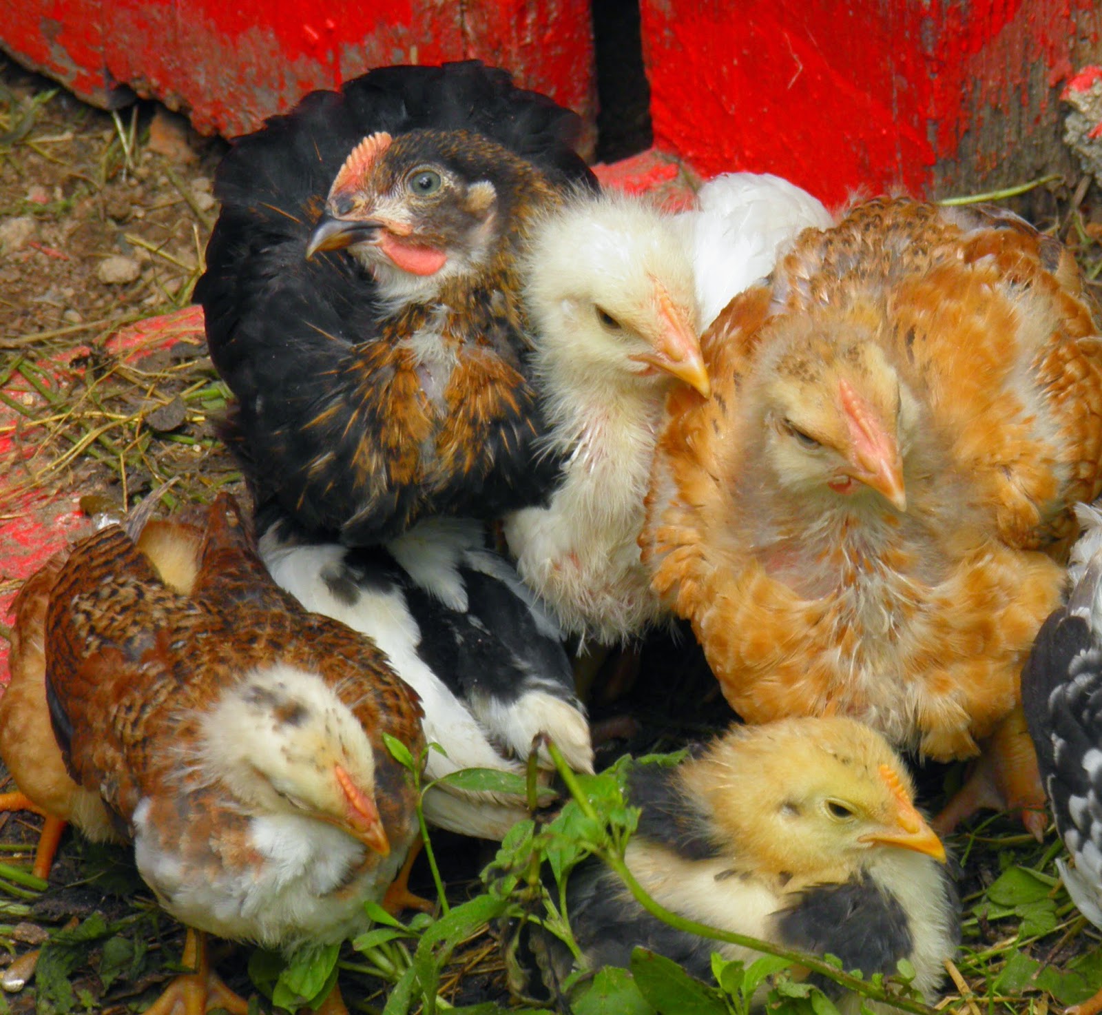 PASARI DIN ROMANIA: ULIU PORUMBAR (ULIUL GAINILOR), Accipiter gentilis