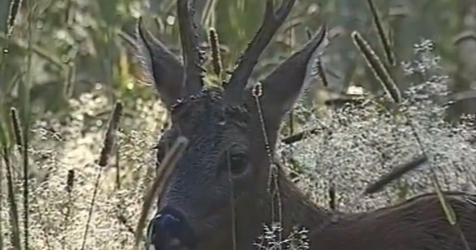 MYSLIVOST: SOUBOJE spárkaté zvěře, podřízenost a zastrašování. Mufloni ...