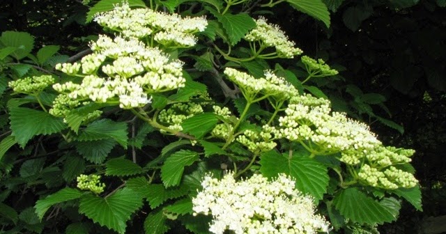 Pollinators: Sticky Pollen